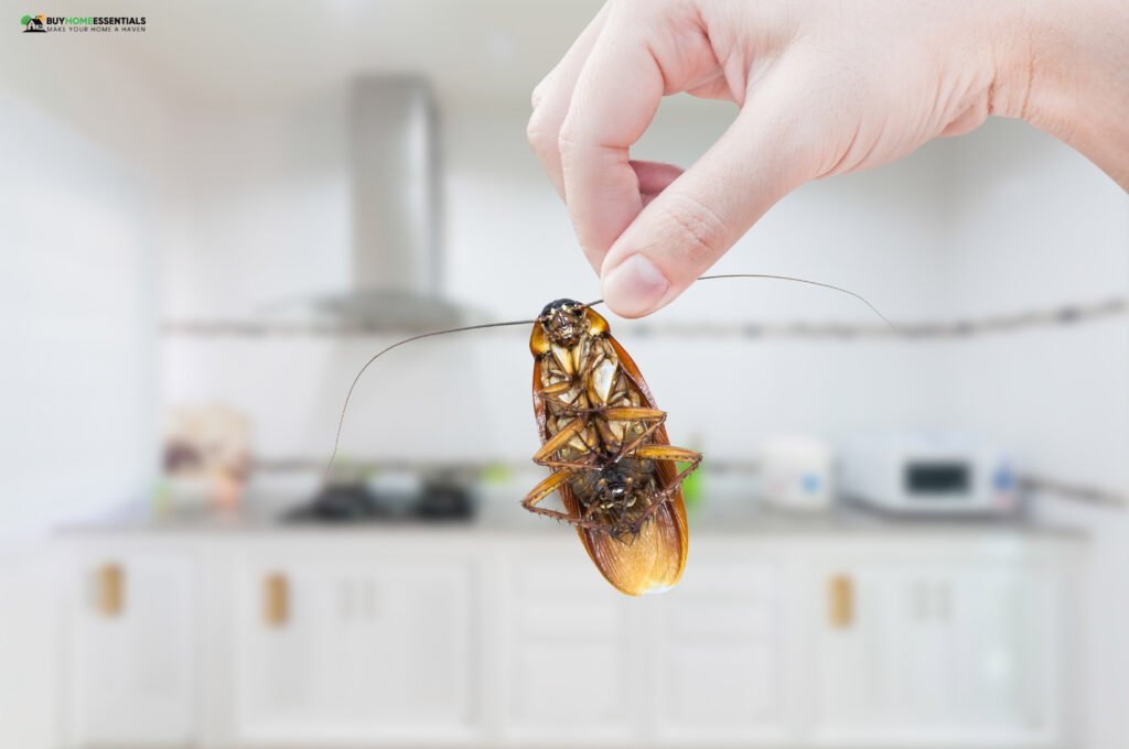 How to Get Rid of Cockroaches in the Kitchen: A Comprehensive Guide for ...